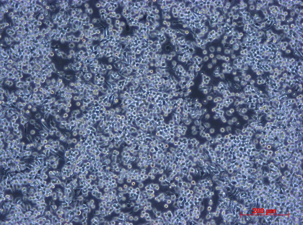 4T1-4T1小鼠乳腺癌细胞-上海雅吉生物科技有限公司